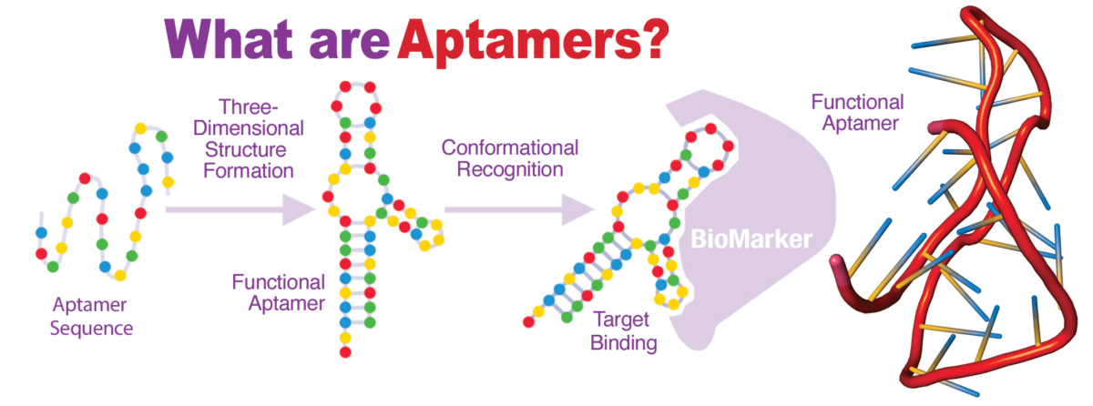Thrombin Aptamer - Ayass Research Institute